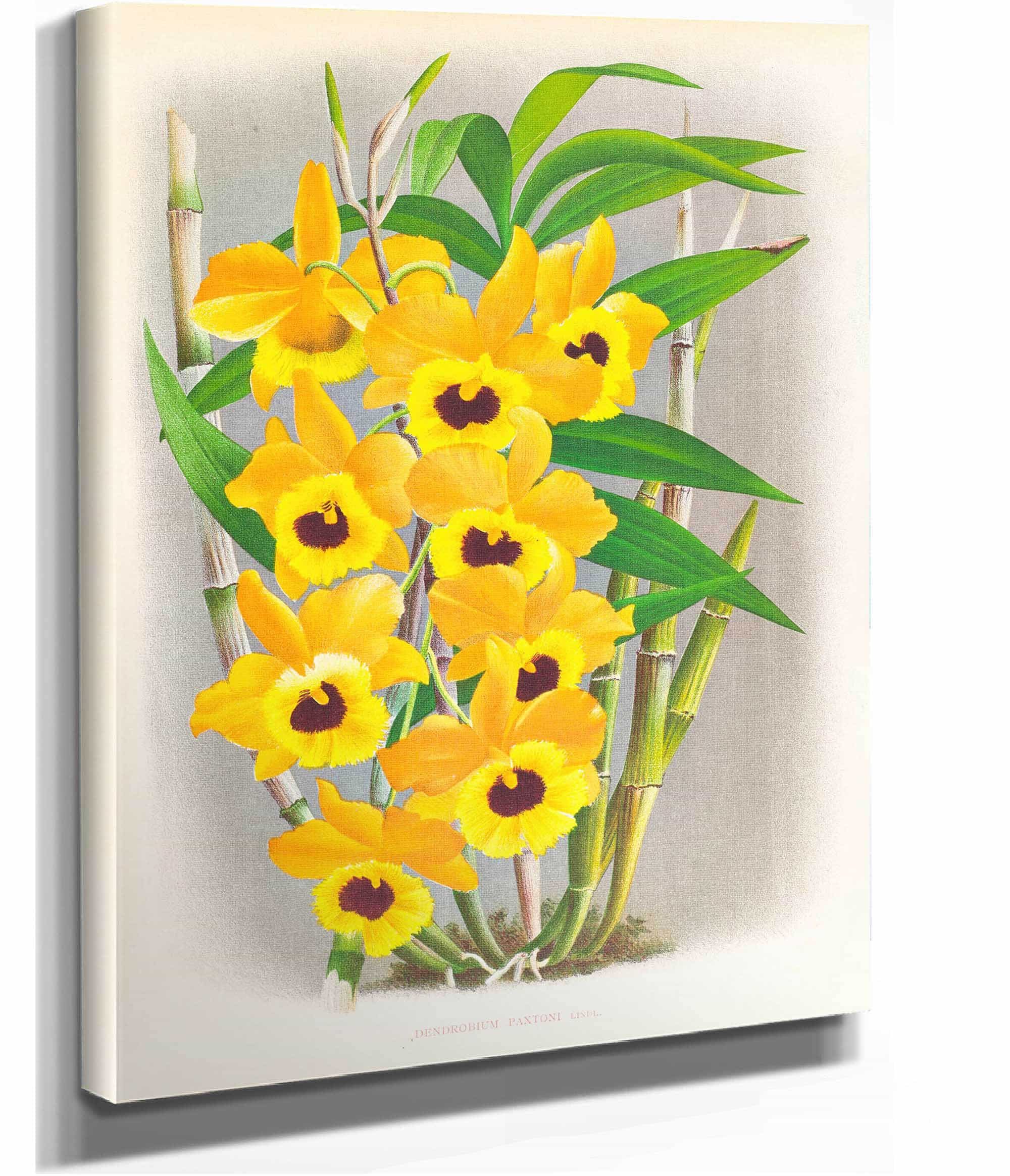 Dendrobium Paxtoni by Jean Jules Linden Print from Truly Art