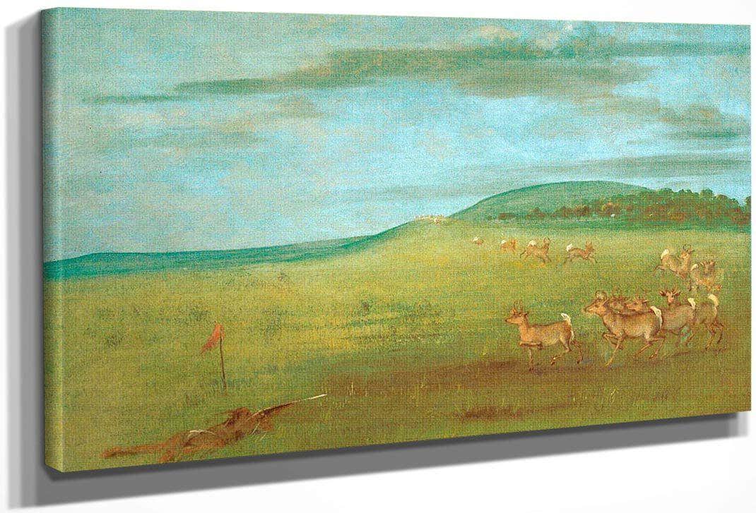Antelope Shooting, Decoyed Up By Geor Print, Canvas Art, Framed Print ...
