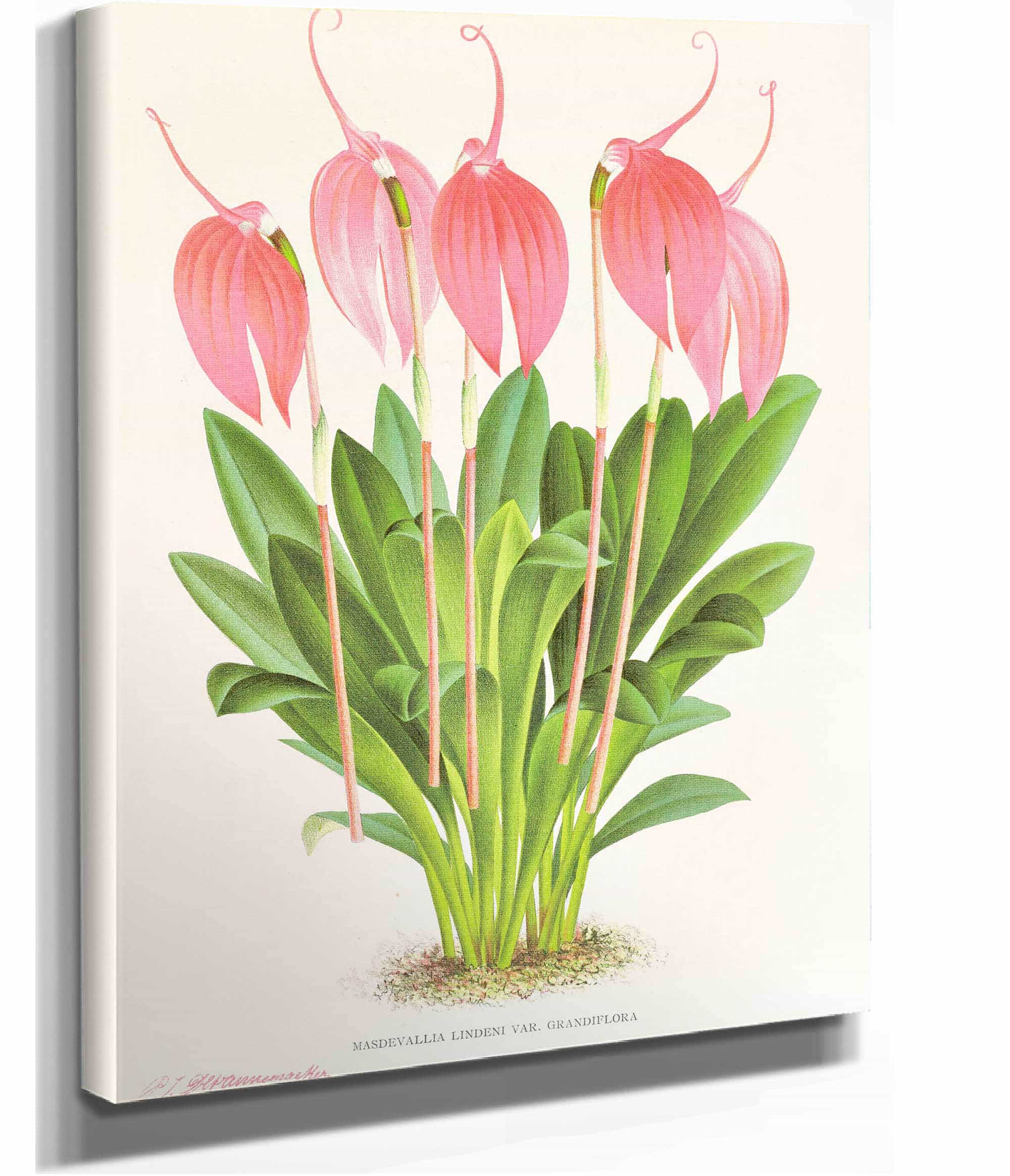 Masdevallia Lindeni Var Grandiflora by Jean Jules Linden Print from ...