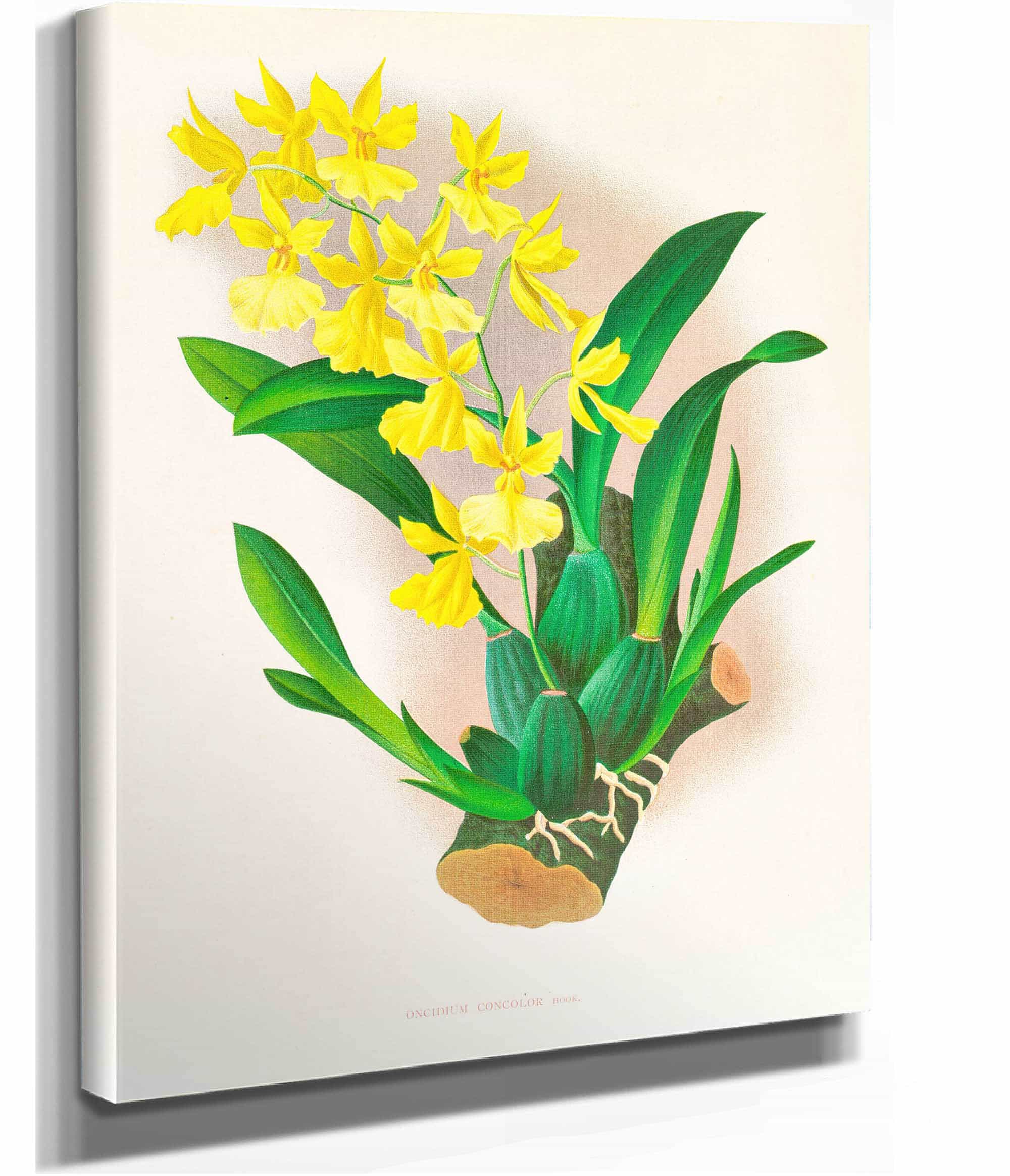 Oncidium Concolor by Jean Jules Linden Print from Truly Art